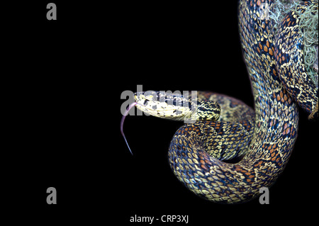 PIT VIPER. Protobothrops jerdonii xanthomelas, Venomous, Female Stock ...