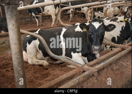 Holstein bedding cow cubicle dairy sawdust friesian friesians holstein ...