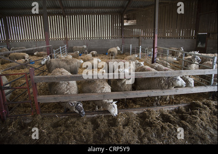 Domestic Sheep, Mule ewe with Texel cross triplet lambs, in pasture ...