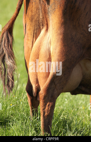 a cows rear quarters and udder Stock Photo: 49052709 - Alamy