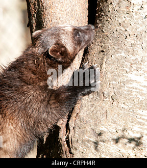 Wolverine climbing a tree Stock Photo - Alamy