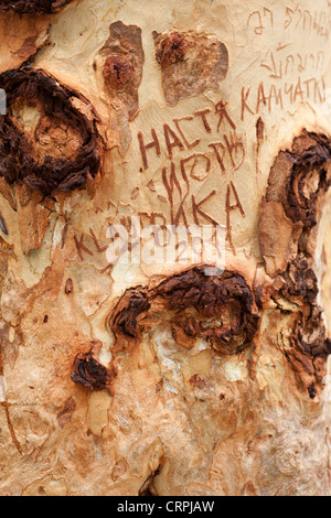 Thai carved writings on tree trunk Stock Photo - Alamy