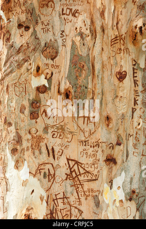 Thai carved writings on tree trunk Stock Photo - Alamy