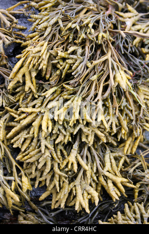 Channelled wrack (Pelvetia canaliculata), a brown seaweed, UK Stock ...
