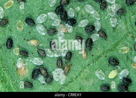 Whitefly parasite Encarsia formosa Stock Photo: 18958761 - Alamy
