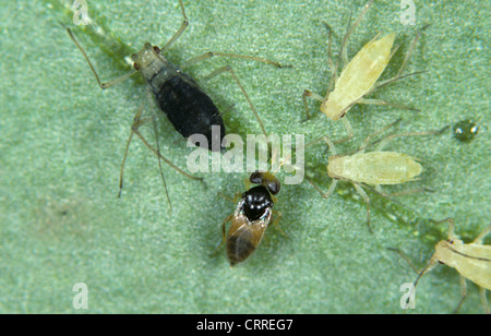 Potato aphids parasitised by parasitoid wasp Aphelinus spp with healthy ...