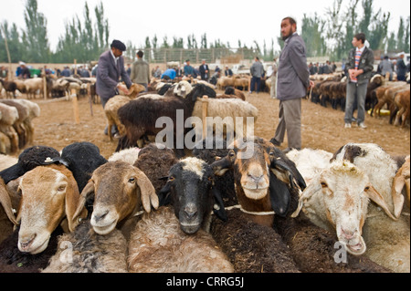 Sheep on display at the Sunday Western-Central Asia livestock market ...