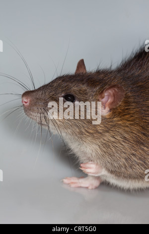 Side view of a brown rat facing at the camera On its hind legs, Rattus ...