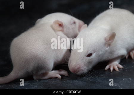 Tame young Rats (Rattus norvegicus). Albino or white siblings - with ...