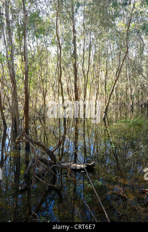 Wonga Wetlands, Albury, New South Wales, Australia Stock Photo - Alamy