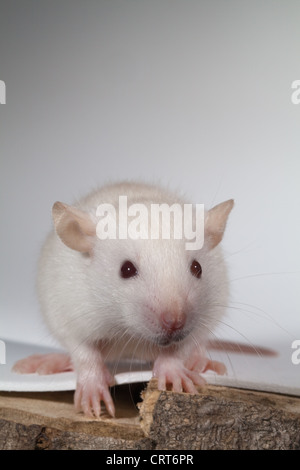 Young White or Albino Rat (Rattus norvegicus). Droppings or faecal ...
