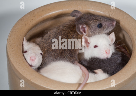 Tame young Rats (Rattus norvegicus). Albino or white siblings - with ...