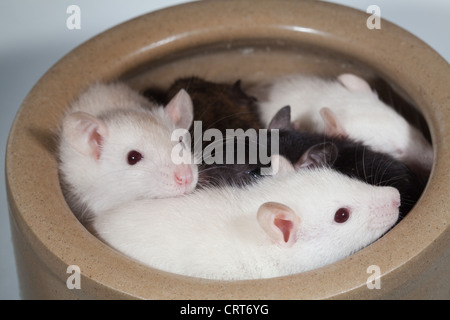 Tame young Rats (Rattus norvegicus). 'Normal' Brown, top centre ...
