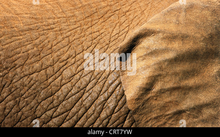 Elephant skin texture. Elephant skin background Stock Photo - Alamy