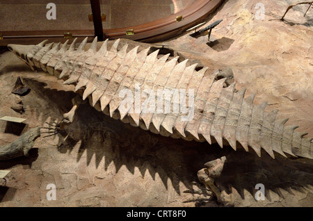 Fossil remains of an Aetosaur Longosuchus meadei, a reptile of Triassic ...
