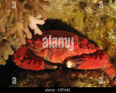 Splendid Red Spooner Crab, Etisus splendidus, Komodo National Park ...