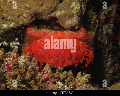 Splendid Spooner coral crab (Etisus Splendidus Stock Photo - Alamy