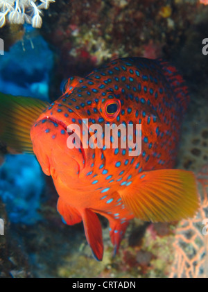 Coral Hind Grouper (cephalopholis miniata Stock Photo - Alamy