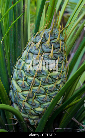 Cone of Macrozamia Stock Photo - Alamy