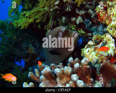 Redmouth grouper fish, Aethaloperca rogaa, with cleaner wrasse, "Red ...