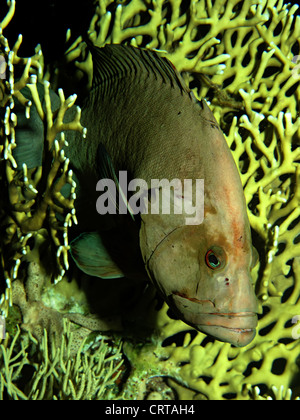 Redmouth grouper fish, Aethaloperca rogaa, with cleaner wrasse, "Red ...