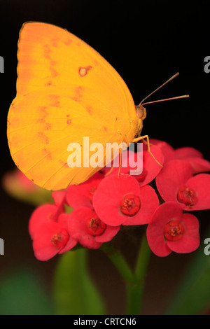 Orange Emigrant butterfly (Catopsilia syclla cornelia) on red flowers ...