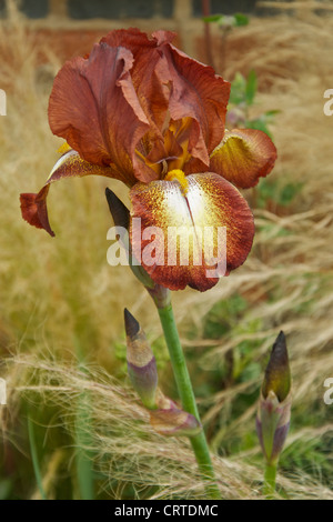 bearded iris Kent Pride, chestnut brown standards, yellow and brown bee ...