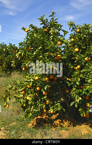 Citrusdal South Africa RSA. Orange Orchards Stock Photo - Alamy