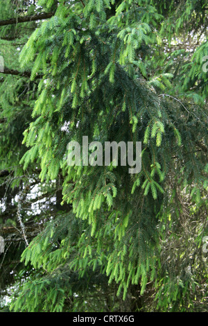 fur tree branche Stock Photo - Alamy
