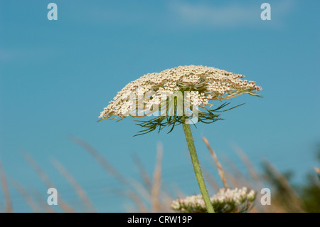 Wild sea carrot, Daucus carota subsp. gummifer, flowering on cliffs in ...