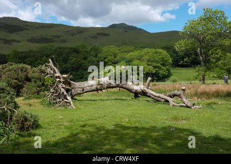 Fallen Oak tree showing the roots, in the English Lake District Stock ...