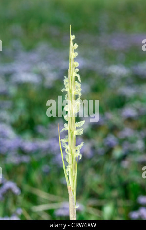 Spartina cord grasses in salt marshes on the Rappahannock River, VA ...