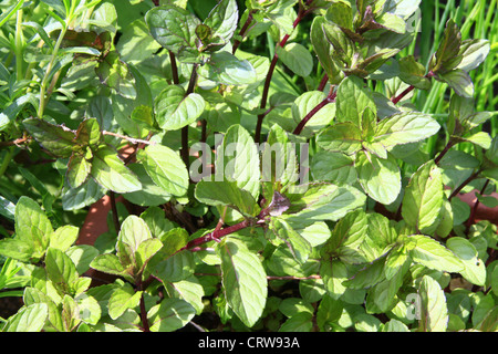 Mentha x piperita var. citrata 'Orange' Plant Stock Photo - Alamy