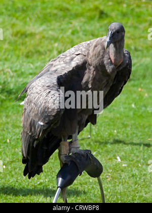condor sitting on a wild bird show Stock Photo - Alamy