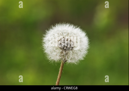 Close-up of a Dandelion seed pod Stock Photo - Alamy