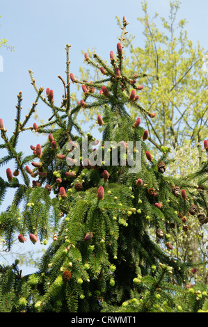 Picea "Acrocona", Norway spruce, Picea abies "Acrocona", Spruce cones ...