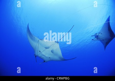 Manta ray Devil ray with fishing rope and small Devil ray Devil fish ...