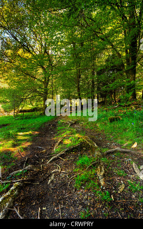 Woodland Walk at Burrator reservoir. Devon,UK Stock Photo - Alamy