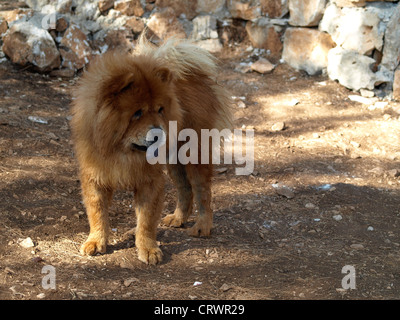 Grown-up redish Chow-chow (Songshi Quan) dog swimming in a sea near ...