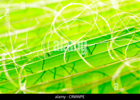vegetation textures scene by highlighting the color and shape Stock ...