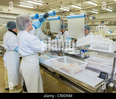 Fish factory , processing of atlantic cod for stockfish. Fishing ...