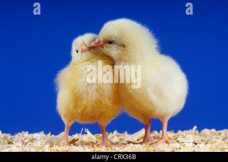 HY-LINE WHITE LEGHORN CHICKS, 2 DAY OLD LAYERS / STUDIO Stock Photo - Alamy