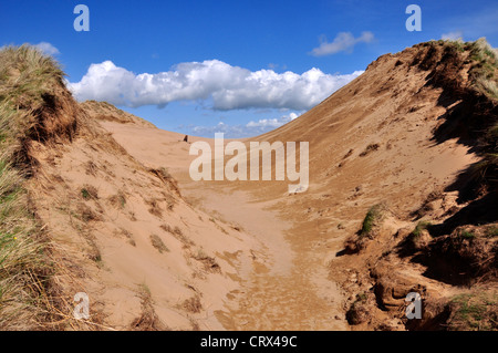 Braunton Burrows nature reserve north Devon sand dune Stock Photo - Alamy