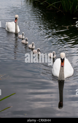 A pair of swans with their signets Stock Photo - Alamy