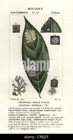 Leaf fungi, Circinaria epiphylla. Handcoloured copperplate stipple ...