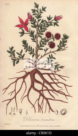 Peruvian rhatany, Krameria lappacea, with flower, leaf, root Stock ...