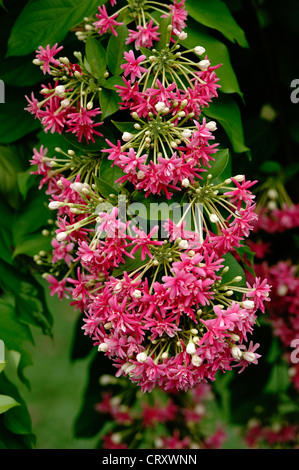Green leaves and red flower of gul mohur tree delonix regia , Grant ...