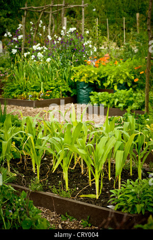 growing sweet corn on allotment in june in burgess hill Stock Photo - Alamy