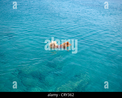 Grown-up redish Chow-chow (Songshi Quan) dog swimming in a sea near ...