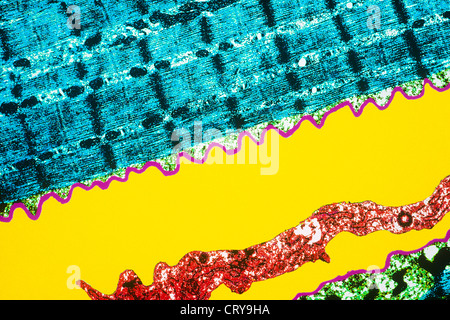 Electron micrograph of striated muscle tissue Stock Photo - Alamy